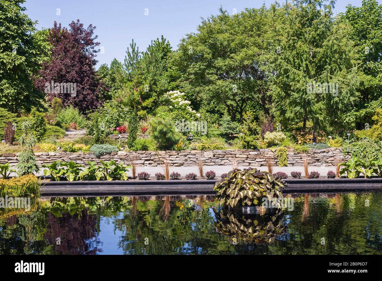 Manmade water basin with Cyperus haspans, Colocasia esculenta ...
