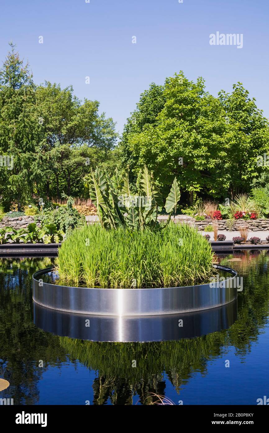 Iris in container pond hi-res stock photography and images - Alamy