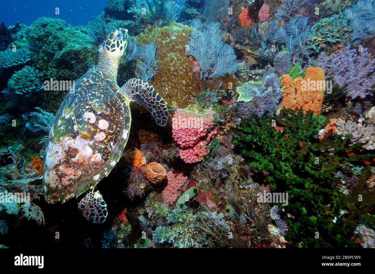 Hawksbill sea turtle, Eretmochelys imbricata, feeding on reef substrate ...