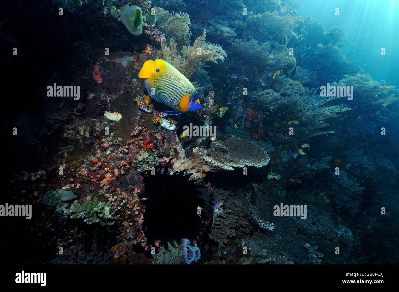 Yellow-mask angelfish, Pomacanthus xanthometopon, in a tropical coral ...