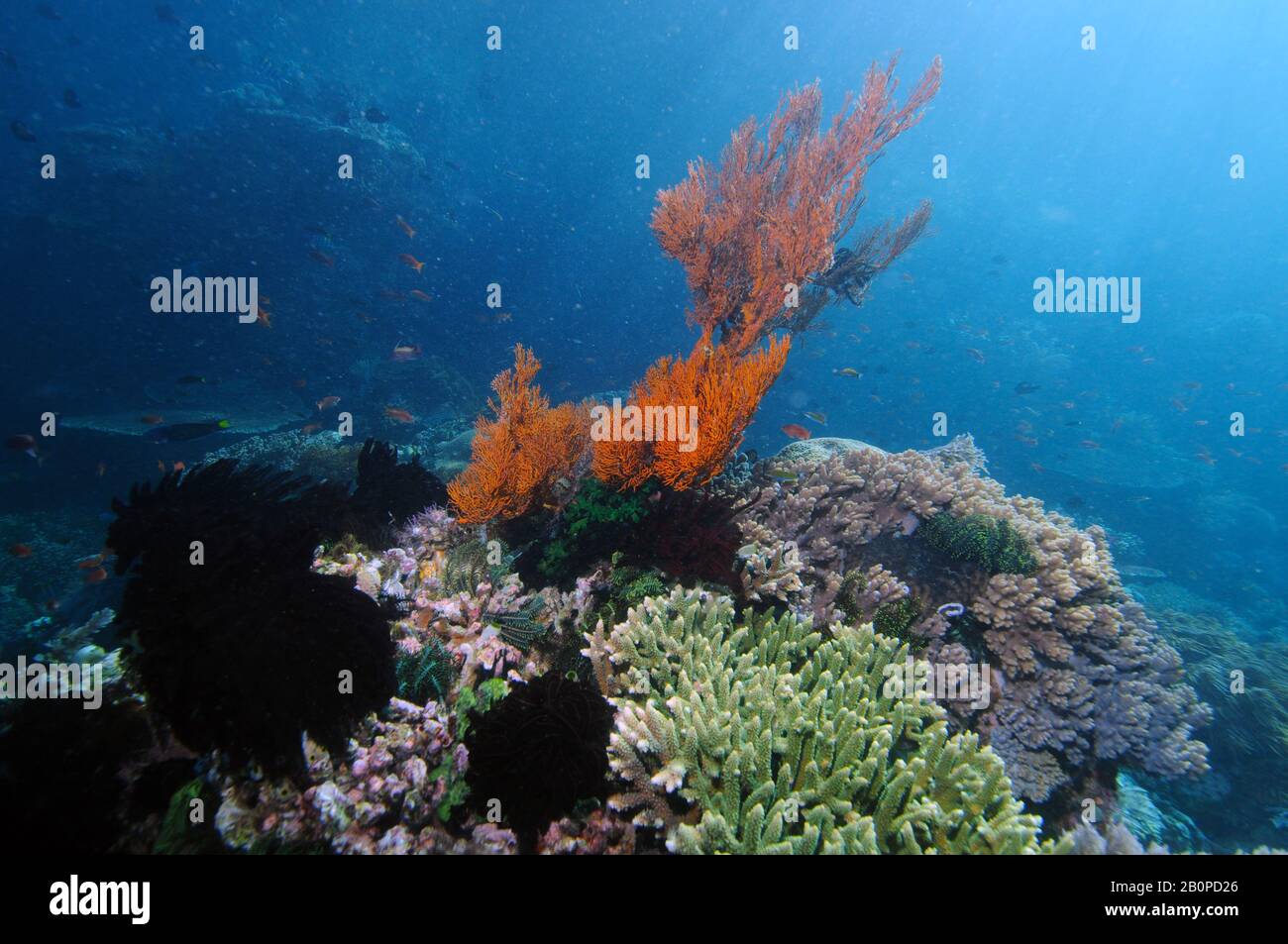 Red sea fan, Order Alcyonacea, among other coral species in tropical ...