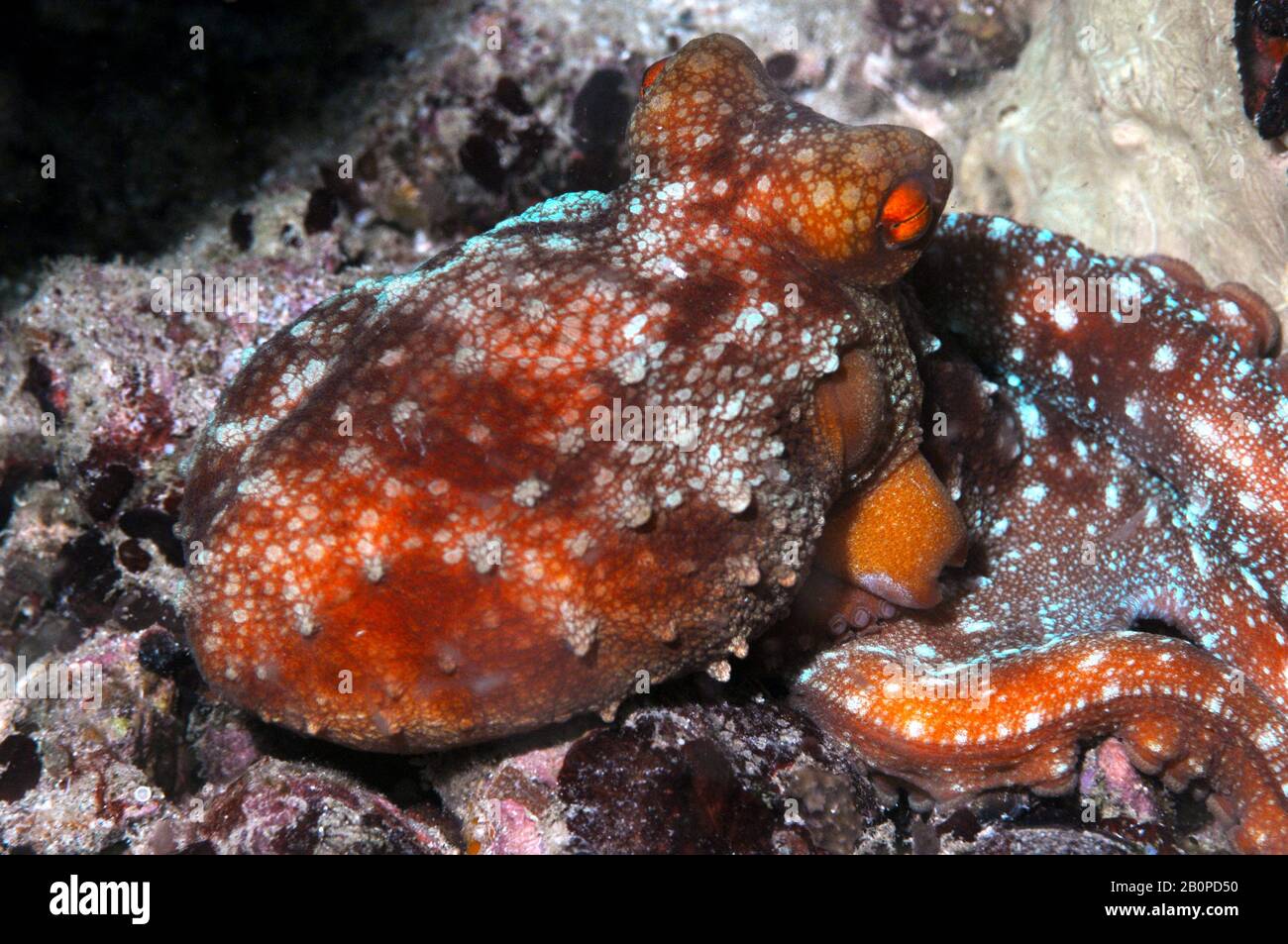 Close-up of an octopus, Octopus sp., Komodo National Park, Indonesia ...