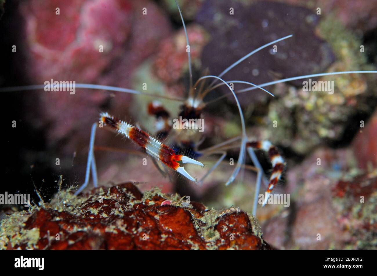 Claws of a banded coral or boxer shrimp, Stenopus hispidus, Komodo ...