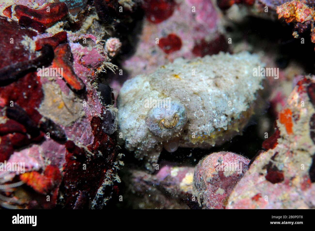 Dwarf cuttlefish sepia bandensis hi-res stock photography and images ...