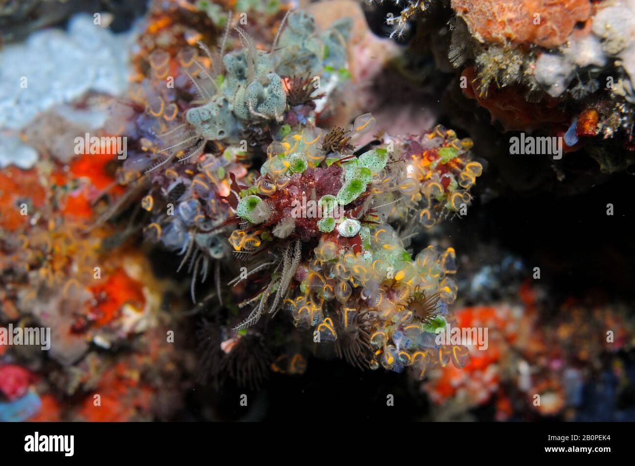 Ascidian colonies with species Didemnum molle and Pycnoclavella detorta ...