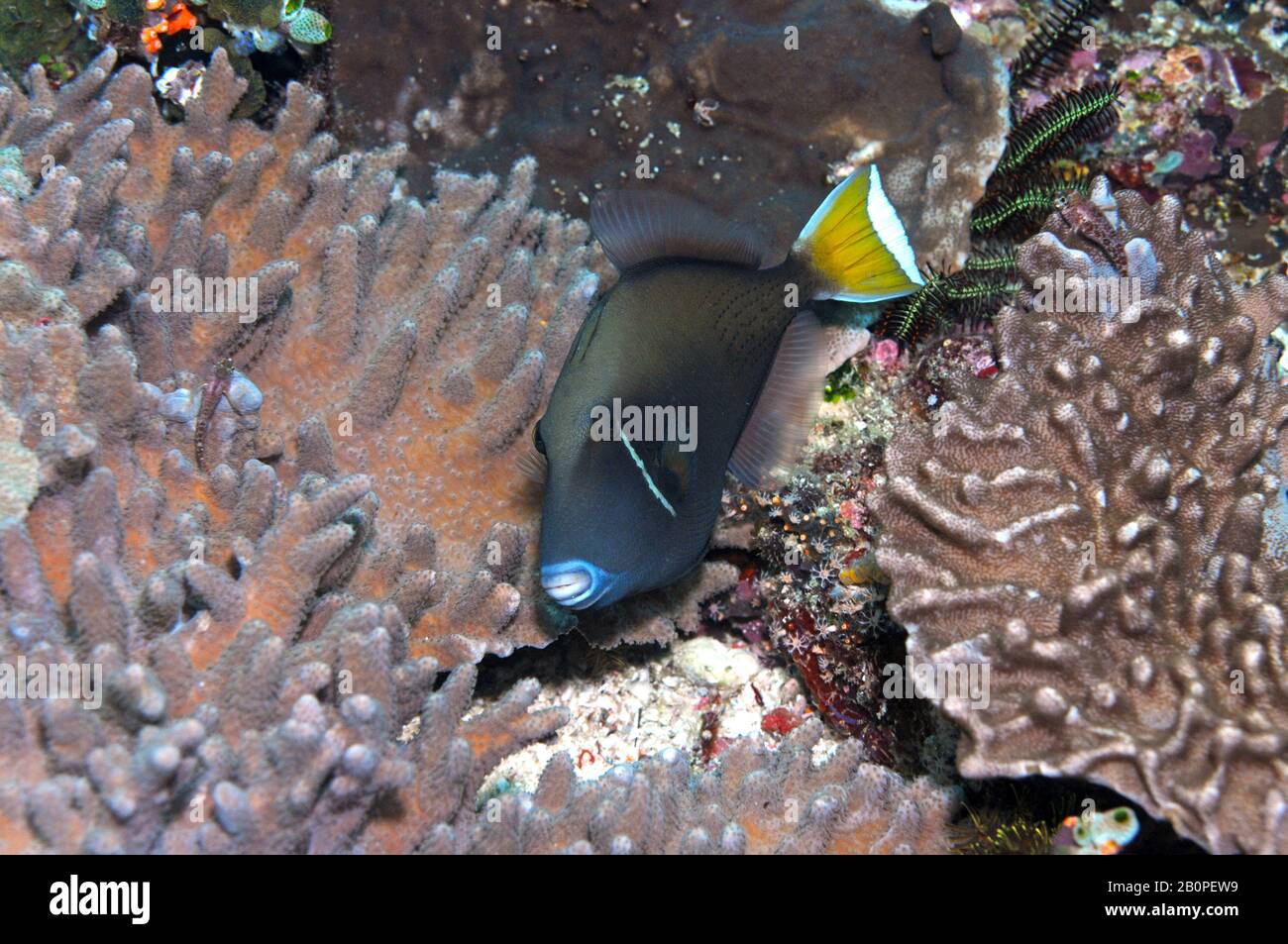 Halfmoon Triggerfish High Resolution Stock Photography and Images - Alamy