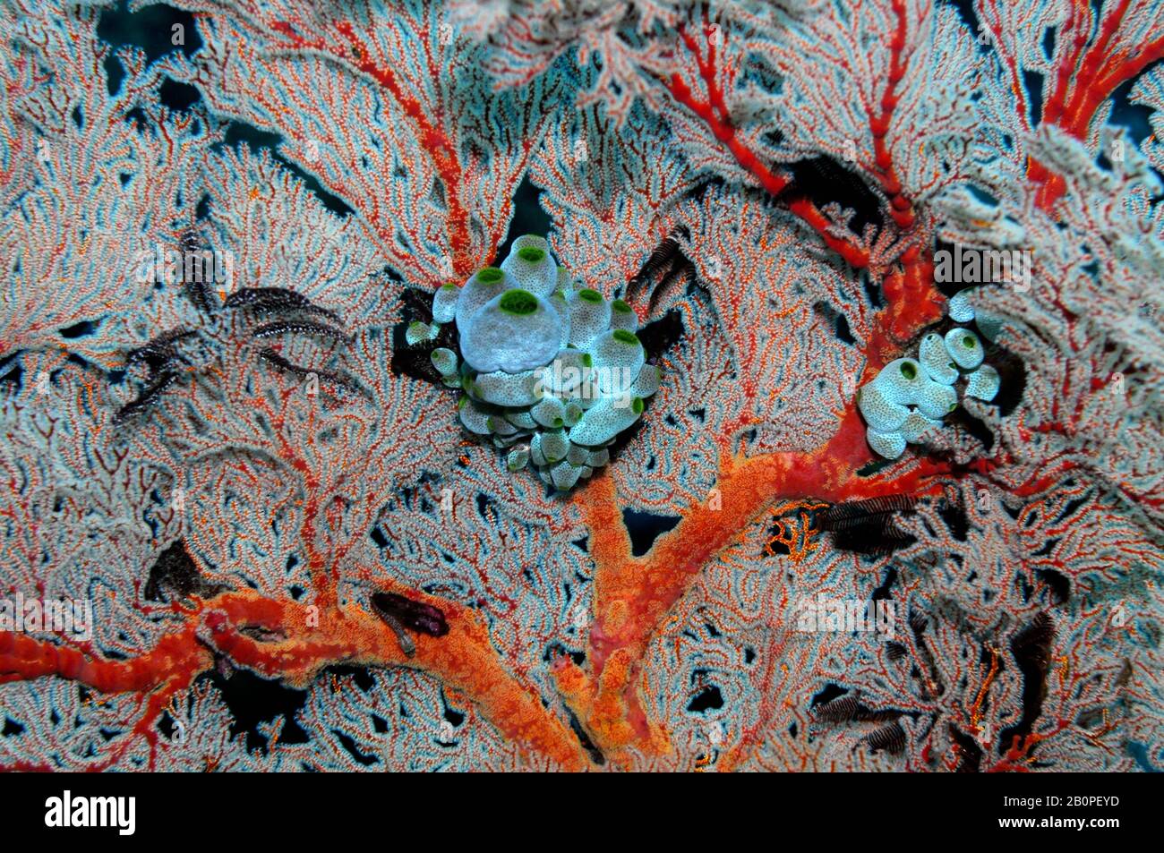 Blenny and ascidian colony of Didemnum molle on a soft coral, Komodo ...