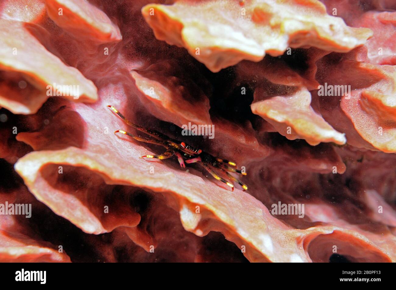 Guard crab, Trapezia sp., in a coral, Komodo National Park, Indonesia ...