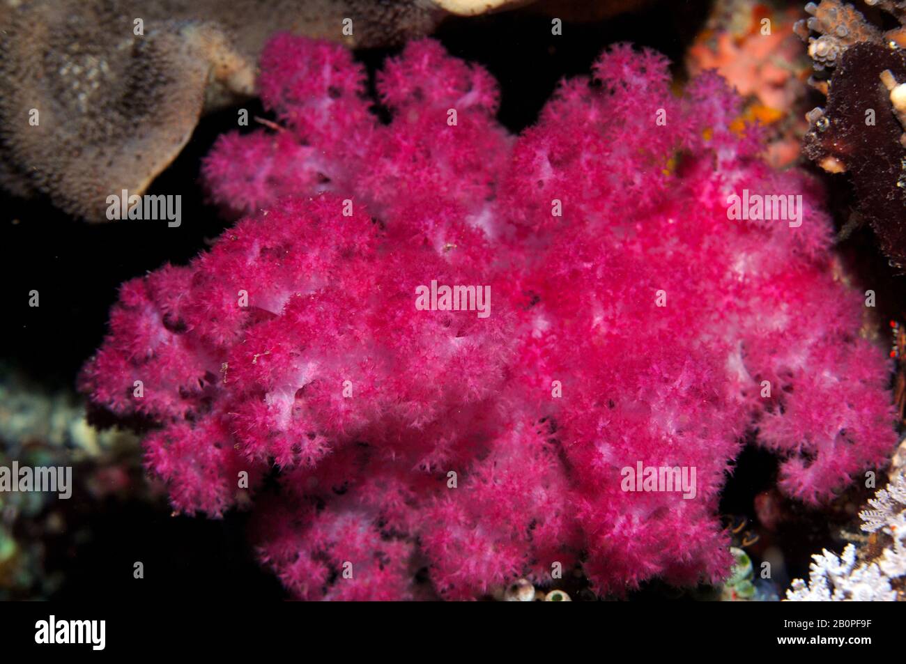 Soft coral, Dendronephthya sp., Komodo National Park, Indonesia Stock ...
