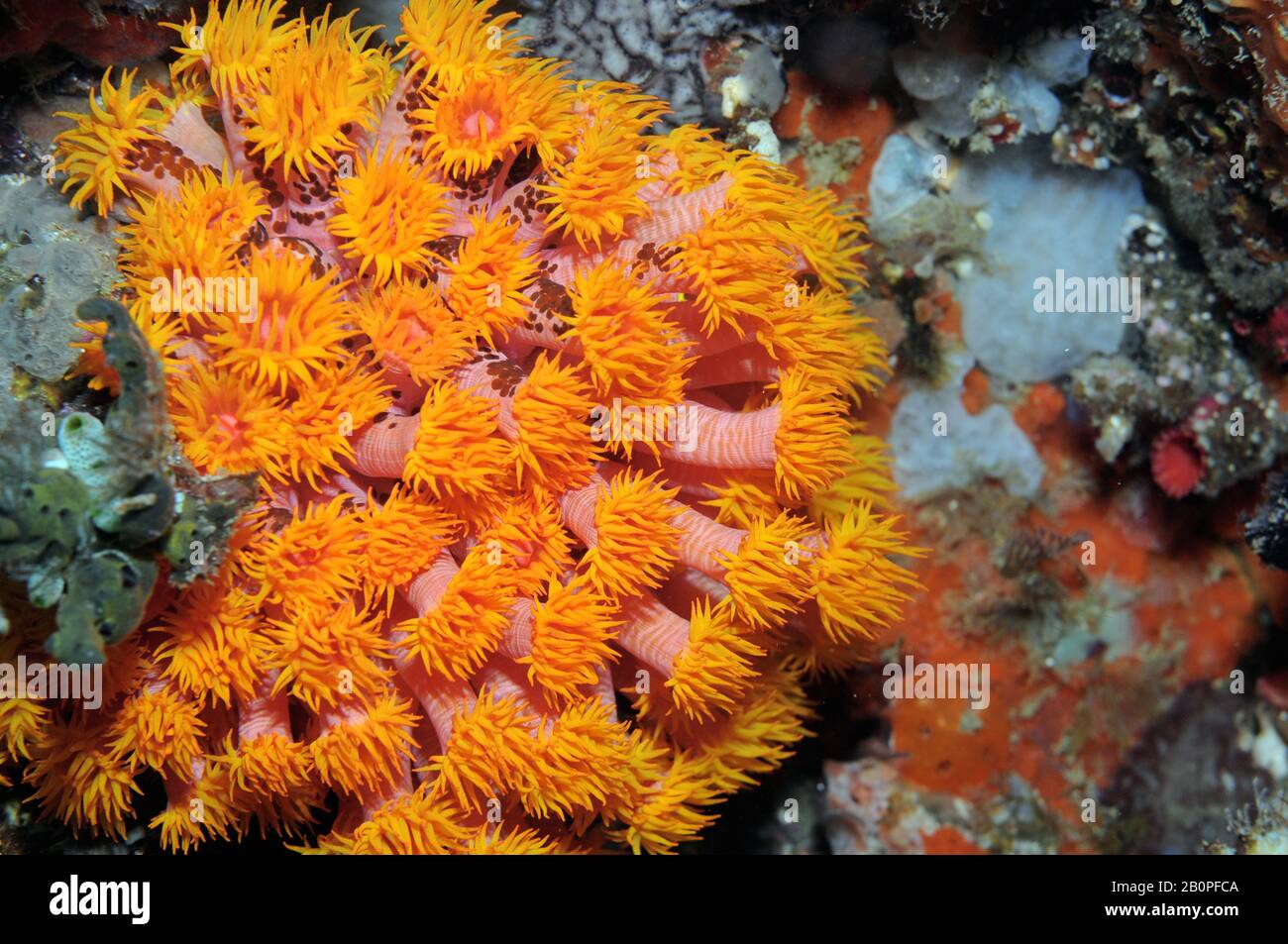 Yellow soft coral, Tubastrea faulkneri, Komodo National Park, Indonesia ...