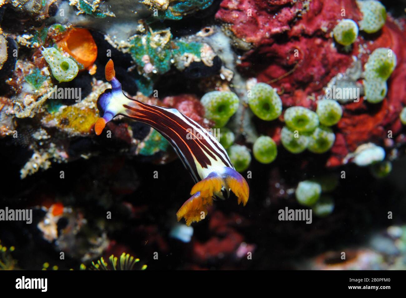 Dorid nudibranch, Nembrotha aurea, over green ascidians, Didemnum molle ...