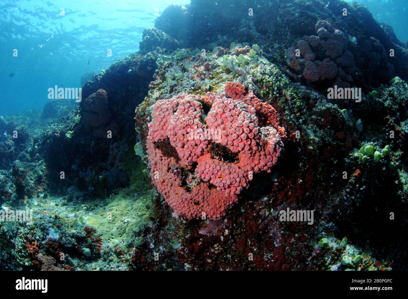 Soft coral, Dendrophylliidae, Tubastrea sp., Komodo National Park ...