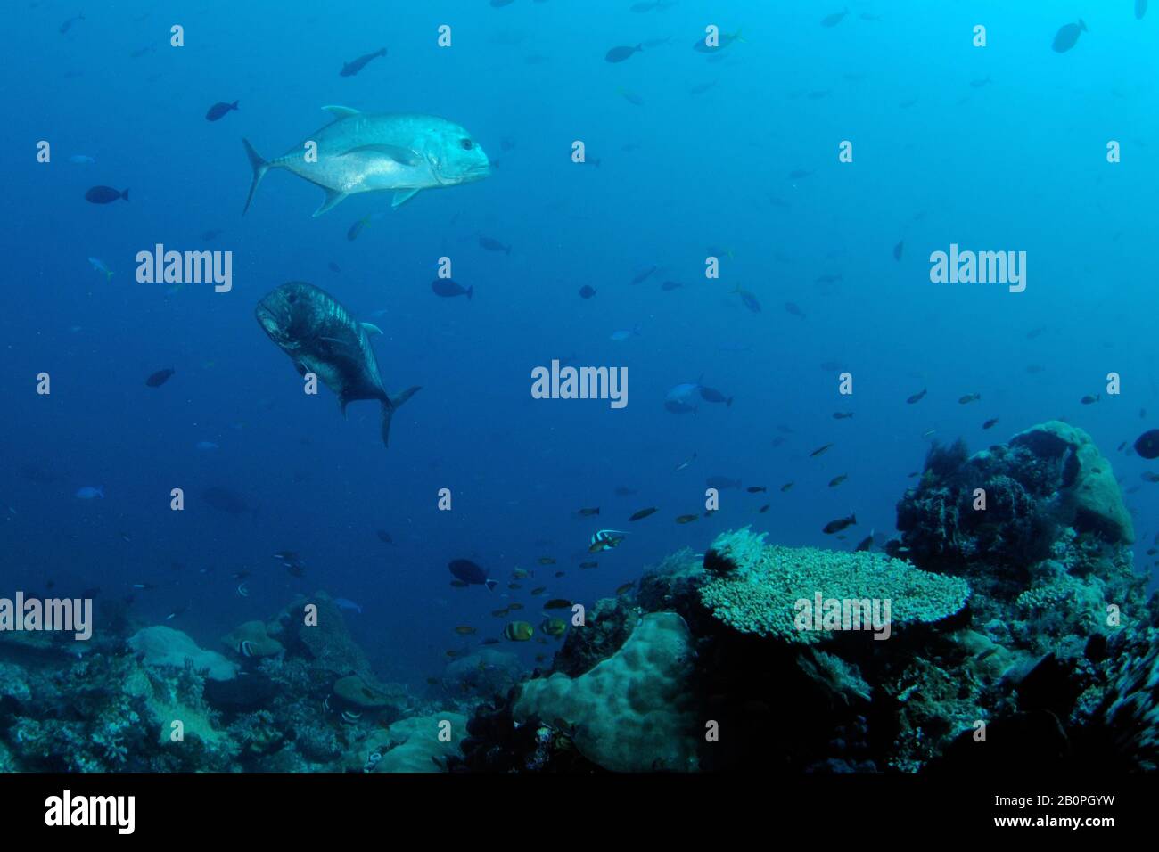 Giant trevallies, Caranx ignobilis, swim among a coral reef, Komodo ...
