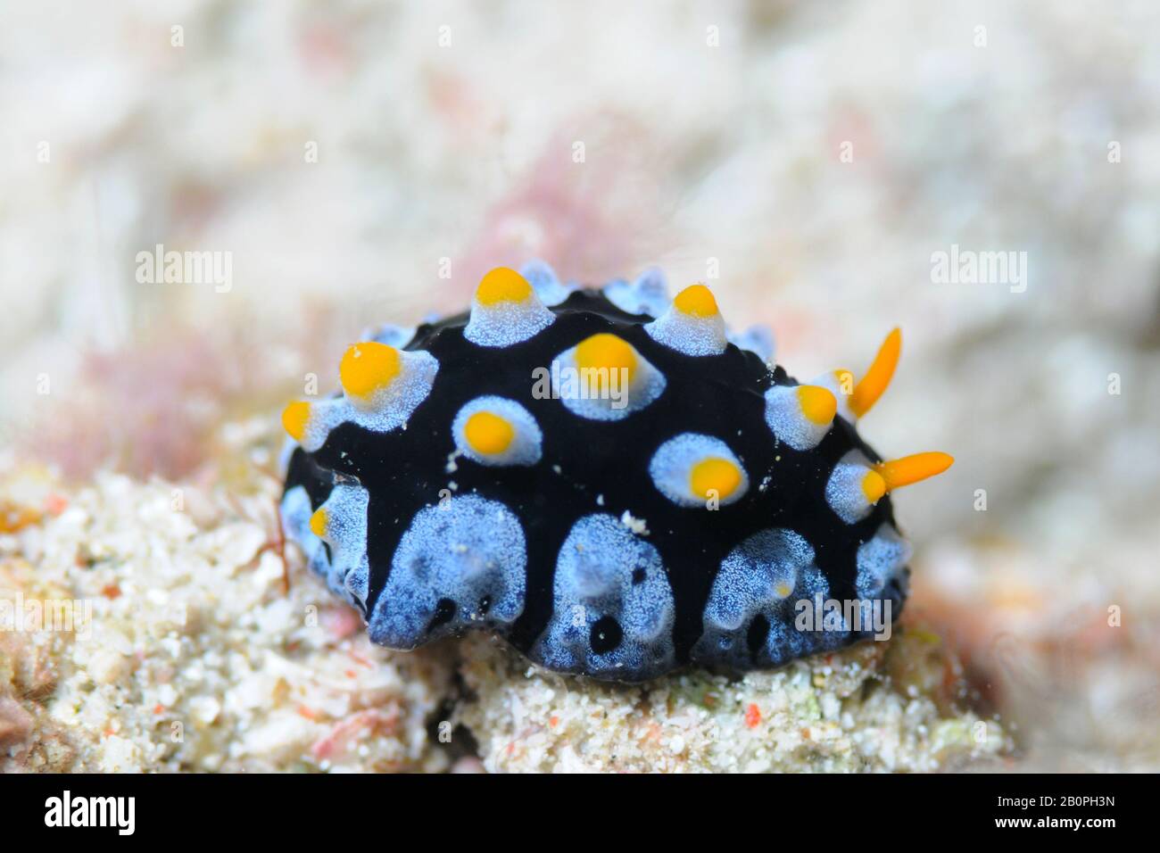 Nudibranch, Phyllidia tula, Komodo National Park, Indonesia Stock Photo ...