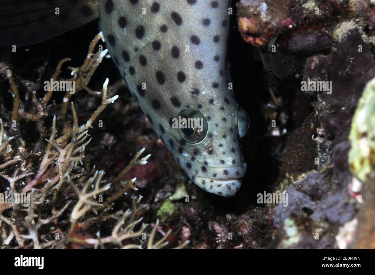 Barramundi Cod High Resolution Stock Photography and Images - Alamy