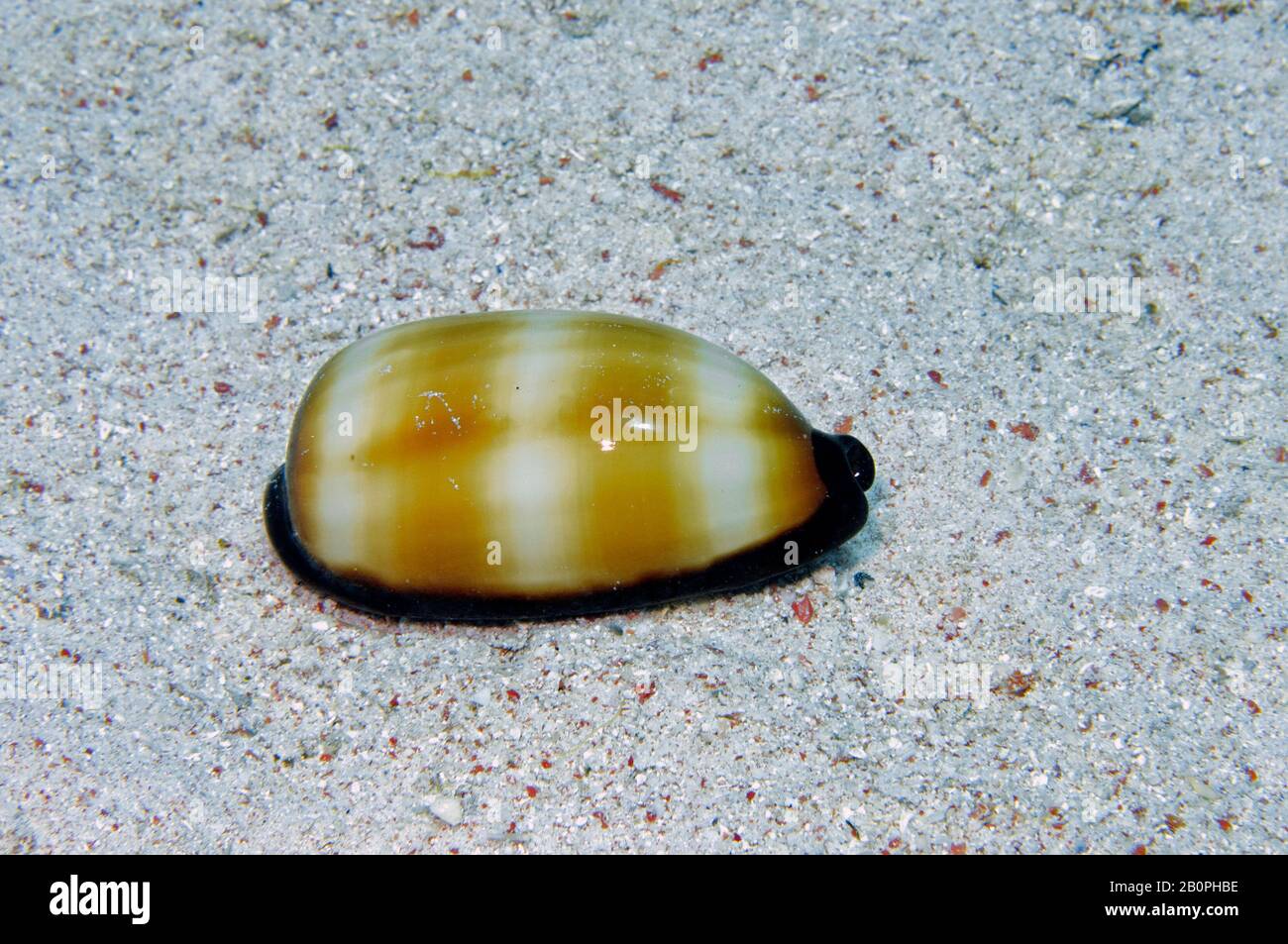 Mole cowry, Talparia talpa, Komodo National Park, Indonesia Stock Photo ...