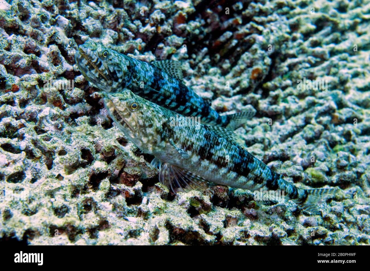 Pair of variegated lizardfish, Synodus variegatus, Komodo National Park ...