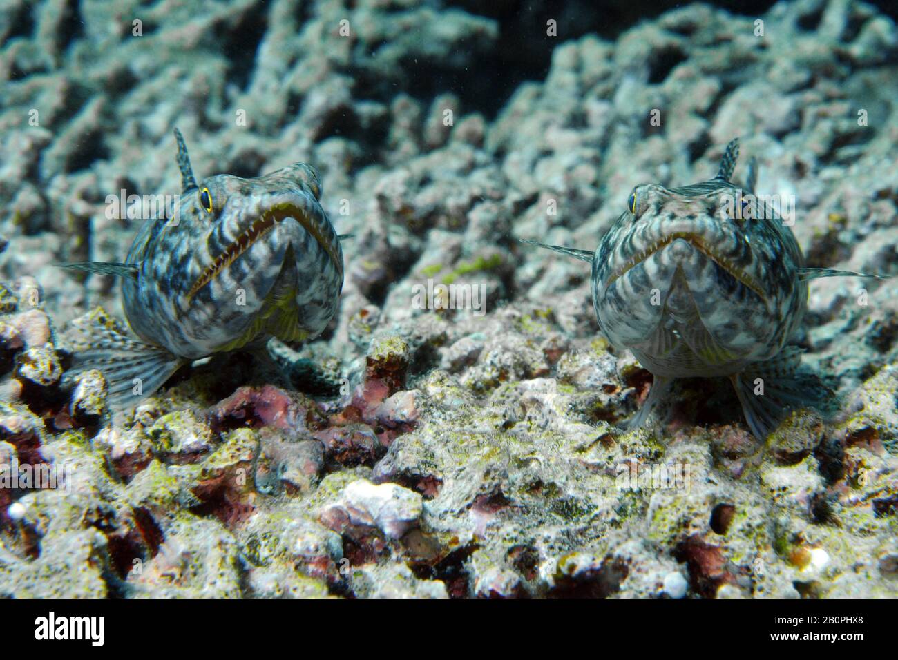 Pair of variegated lizardfish, Synodus variegatus, Komodo National Park ...