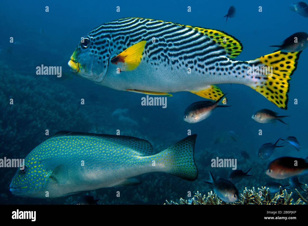 Yellowbanded sweetlips, Plectorhinchus lineata, and a painted sweetlips ...