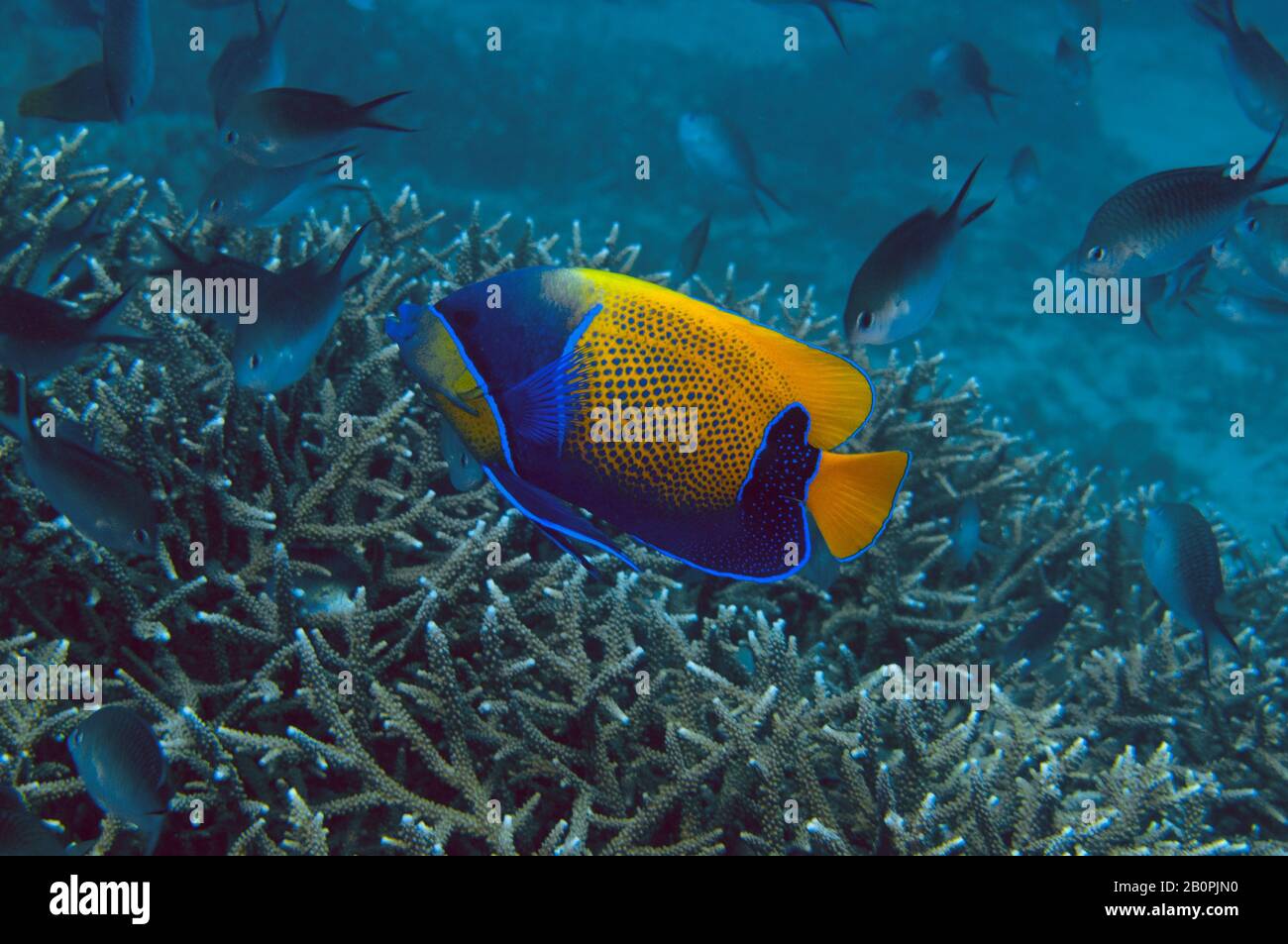 Navarchus angelfish hi-res stock photography and images - Alamy