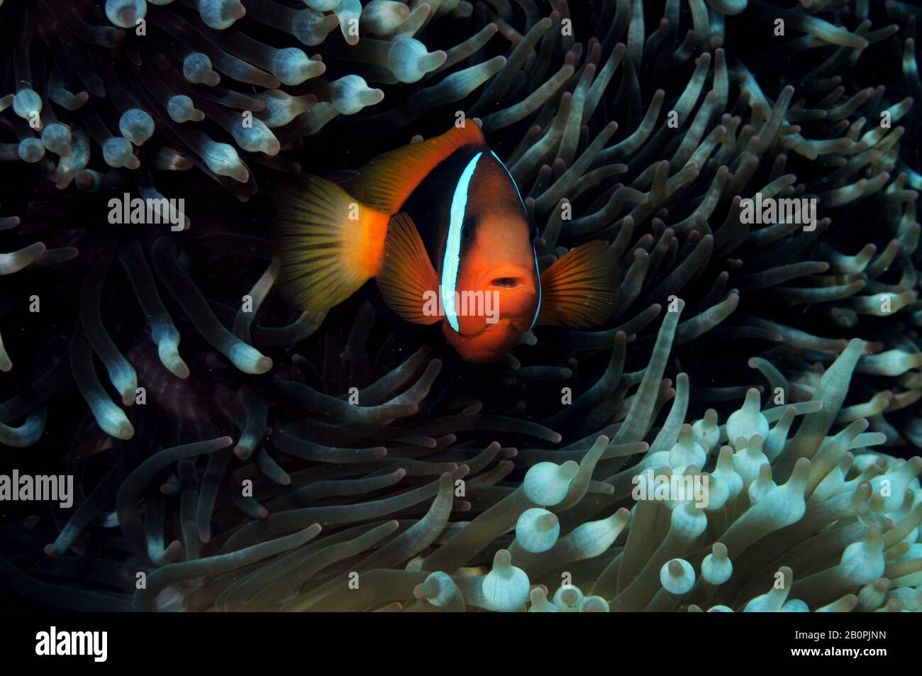 Female tomato anemonefish, Amphiprion frenatus, Komodo National Park ...