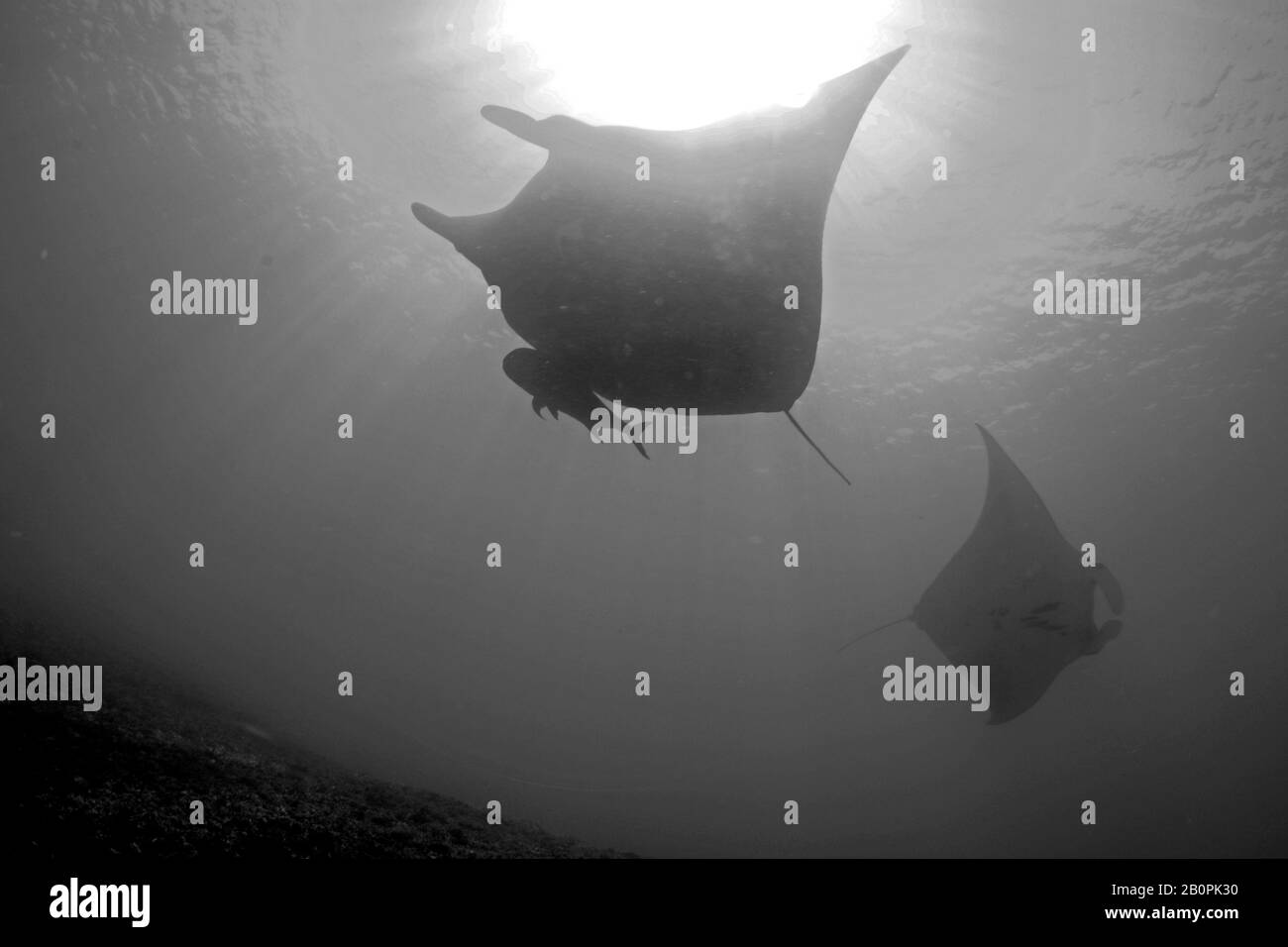 Two manta rays hi-res stock photography and images - Alamy