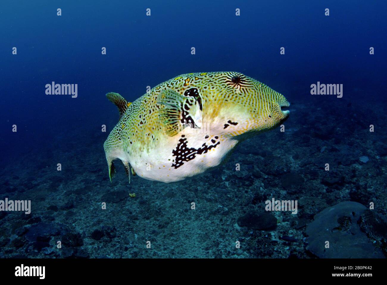 Map puffer, Arothron mappa, Nusa Penida, Indonesia Stock Photo - Alamy
