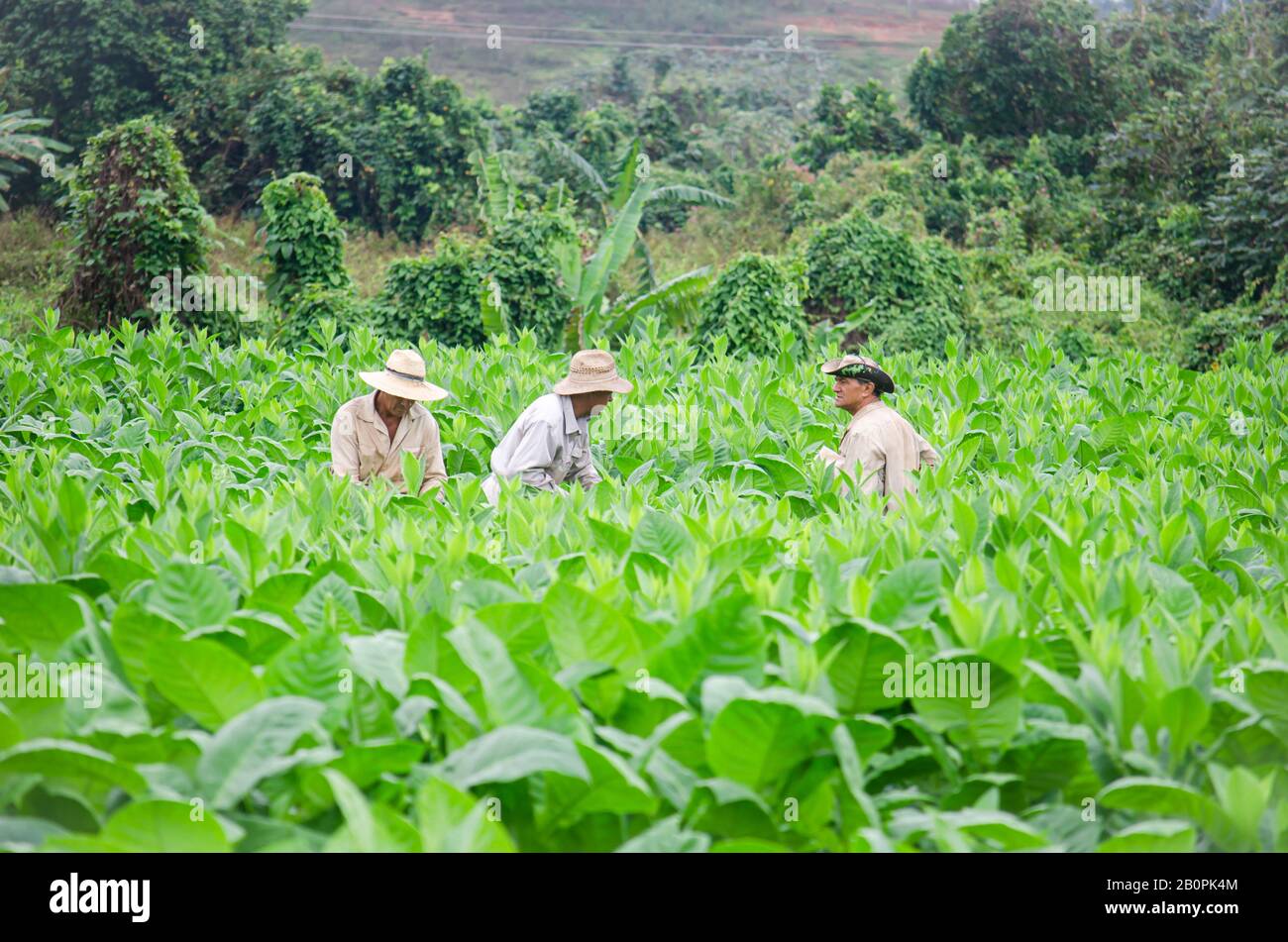 Tobacco field hi-res stock photography and images - Alamy
