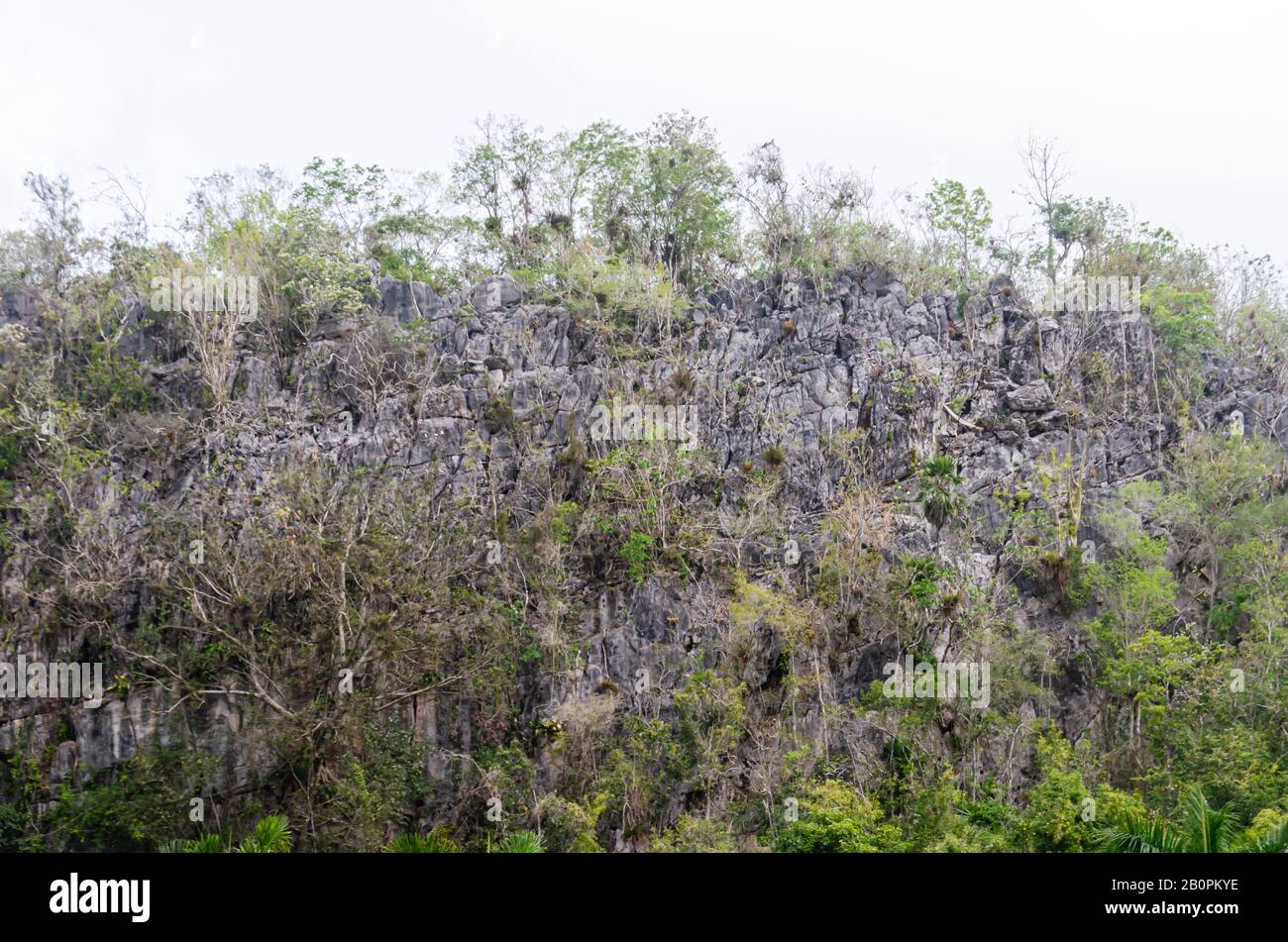 Typical flora of the limestone cliff of Viñales Valley in Cuba Stock ...