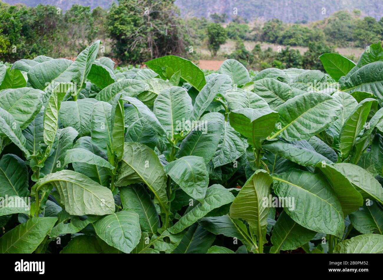 Pinar del rio cuba hi-res stock photography and images - Alamy