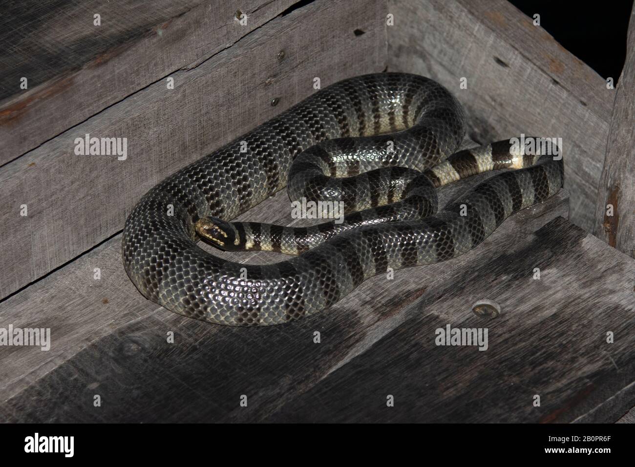 Yellow-lipped sea krait, Laticauda colubrina, on a wooden pier, Kapalai ...