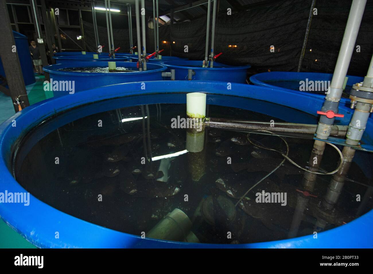 Tanks at the Aquaculture Reef Station facility, Kapalai Dive Resort ...