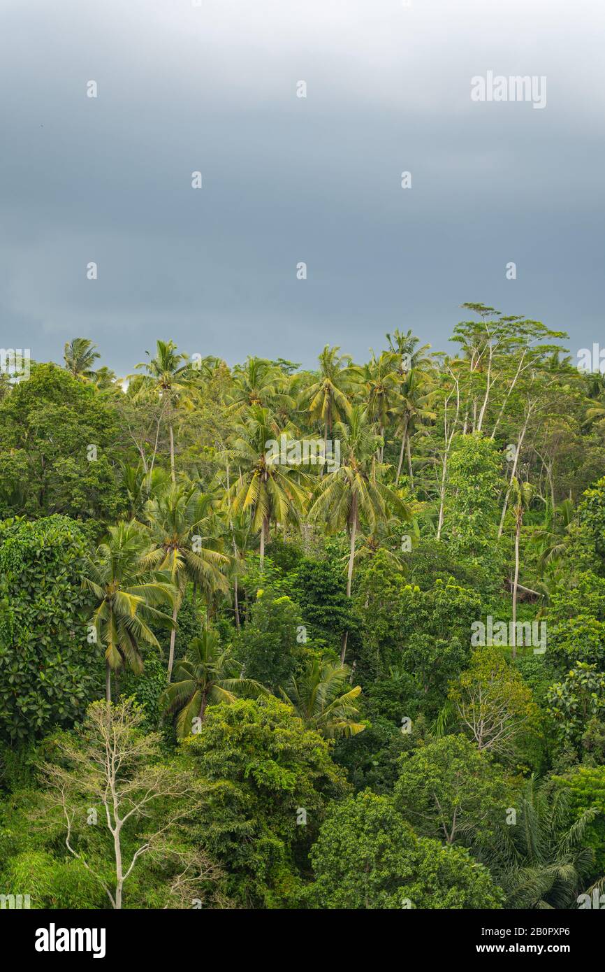Beautiful exotic plants from jungle stock photo Stock Photo - Alamy