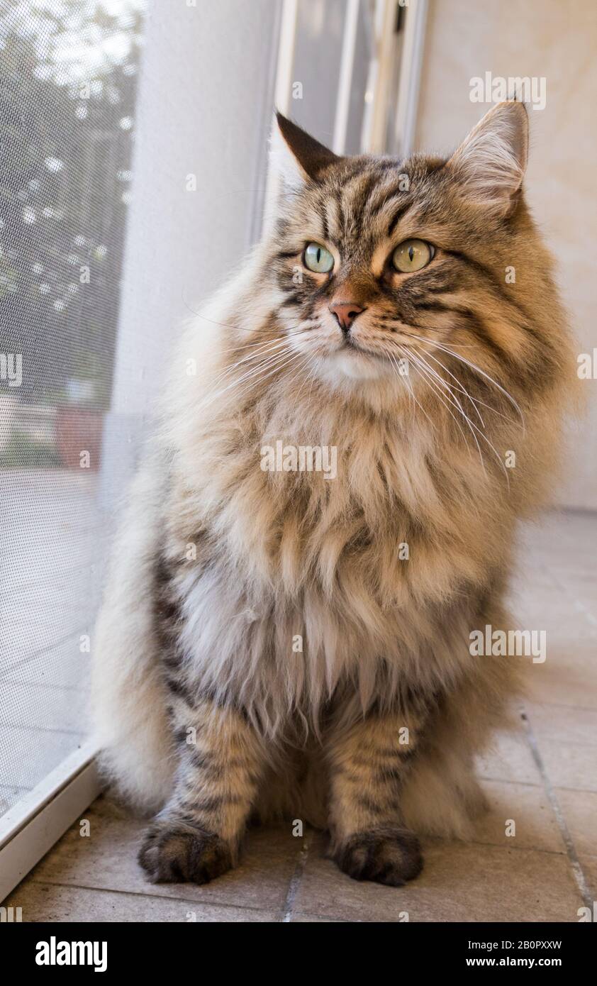 Long haired cat in relax outdoor. Hypoallergenic pet, siberian purebred ...