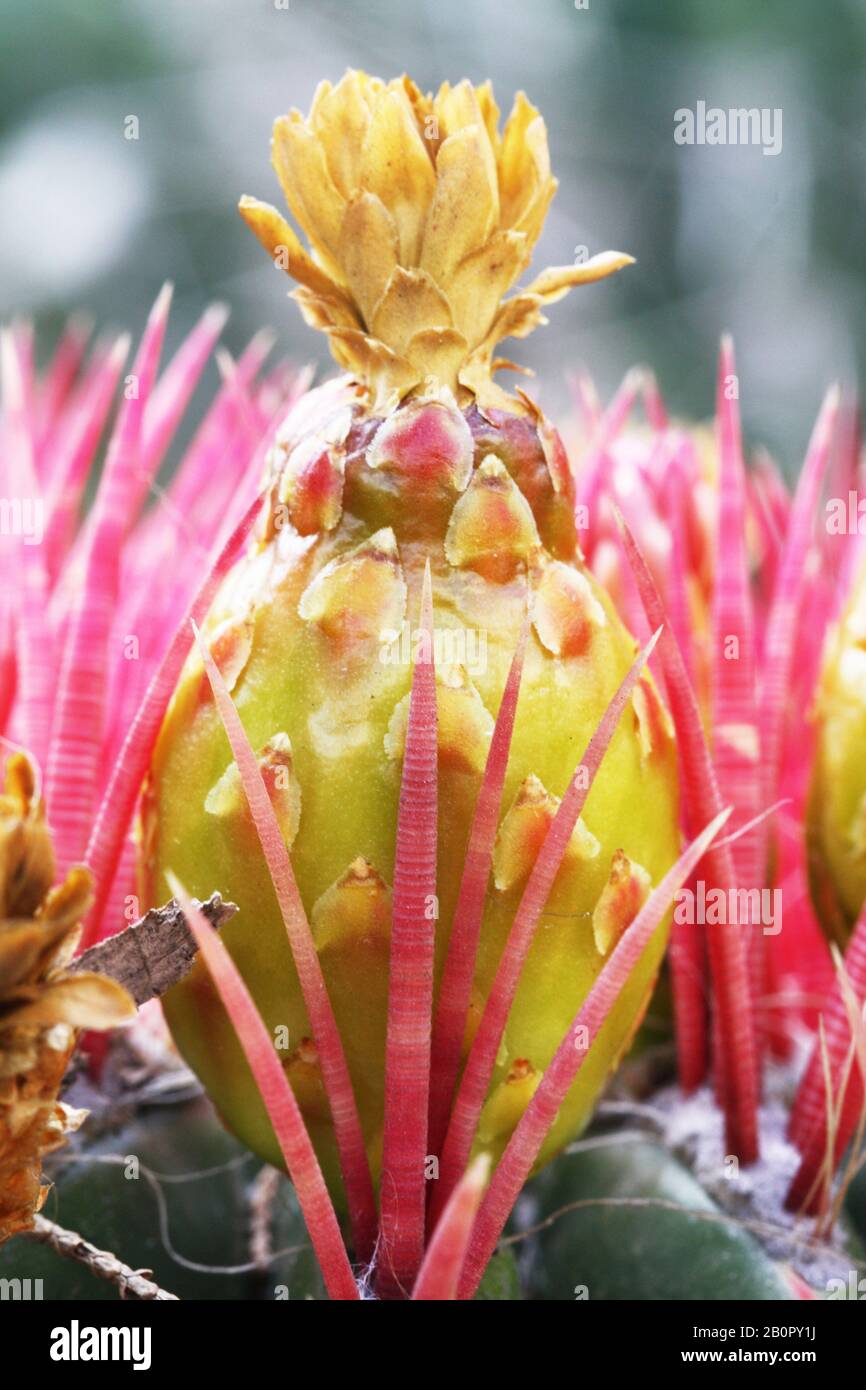 Kaktus ferocactus piliferus Stock Photo - Alamy