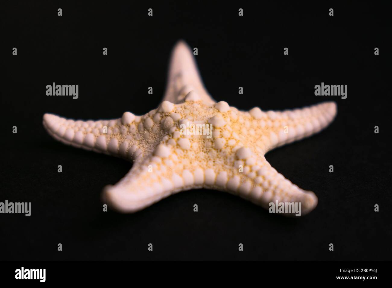 Starfish black icon marine hi-res stock photography and images - Alamy
