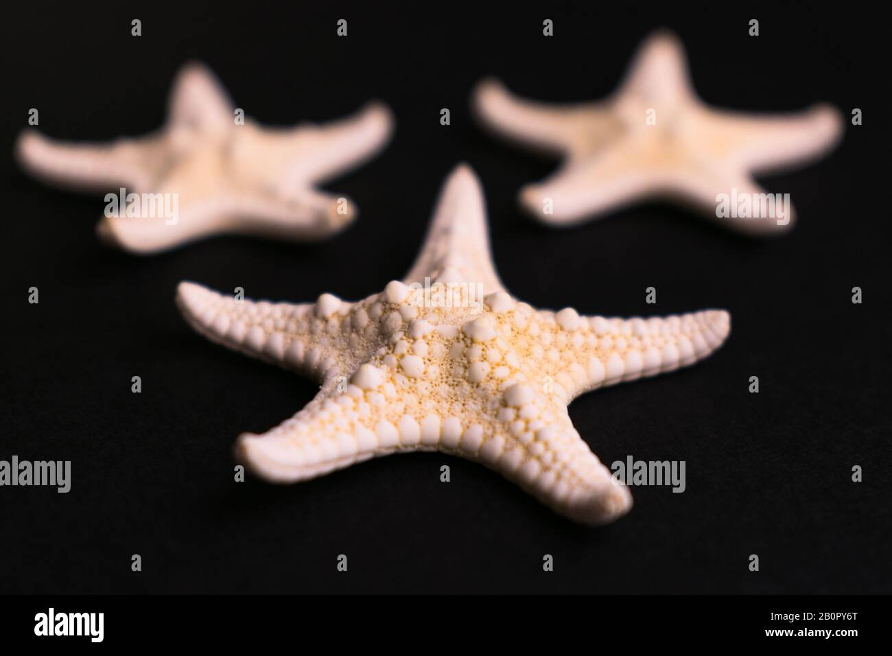 Three starfish on a black background. Selective focu Stock Photo - Alamy