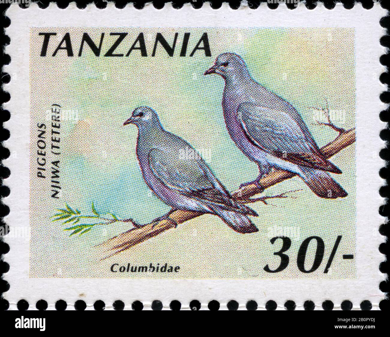 Afep pigeon hi-res stock photography and images - Alamy