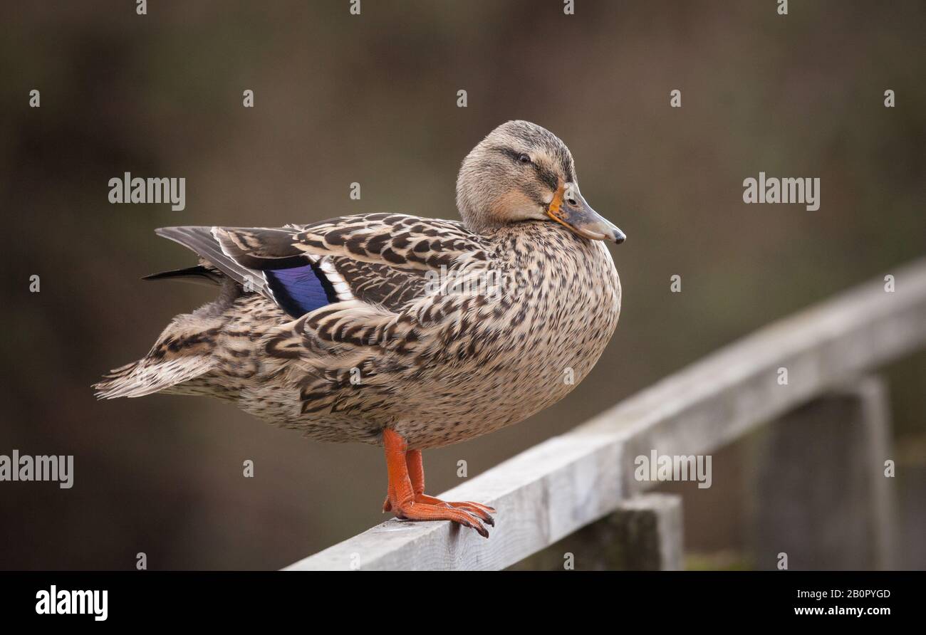 Children and adult feet hi-res stock photography and images - Alamy