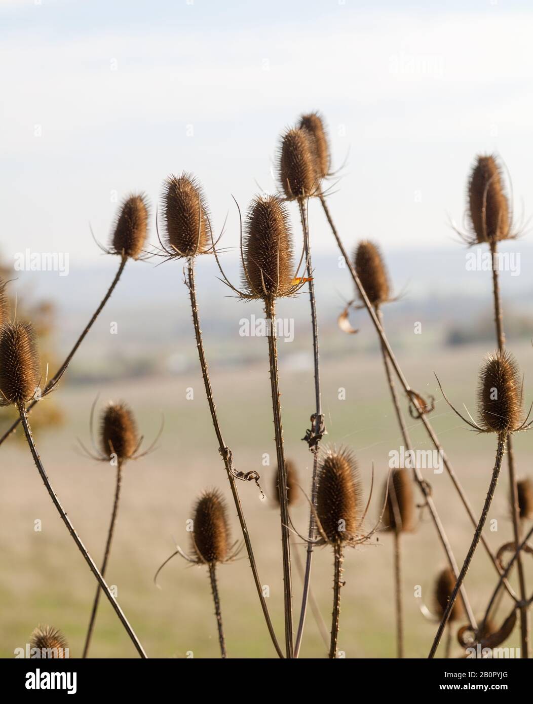 Wild Thistle heads Stock Photo - Alamy