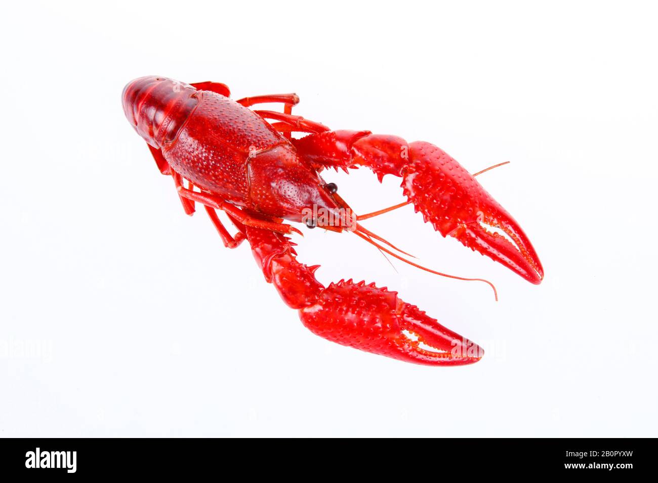 Crawfish, white background, close-up Stock Photo - Alamy