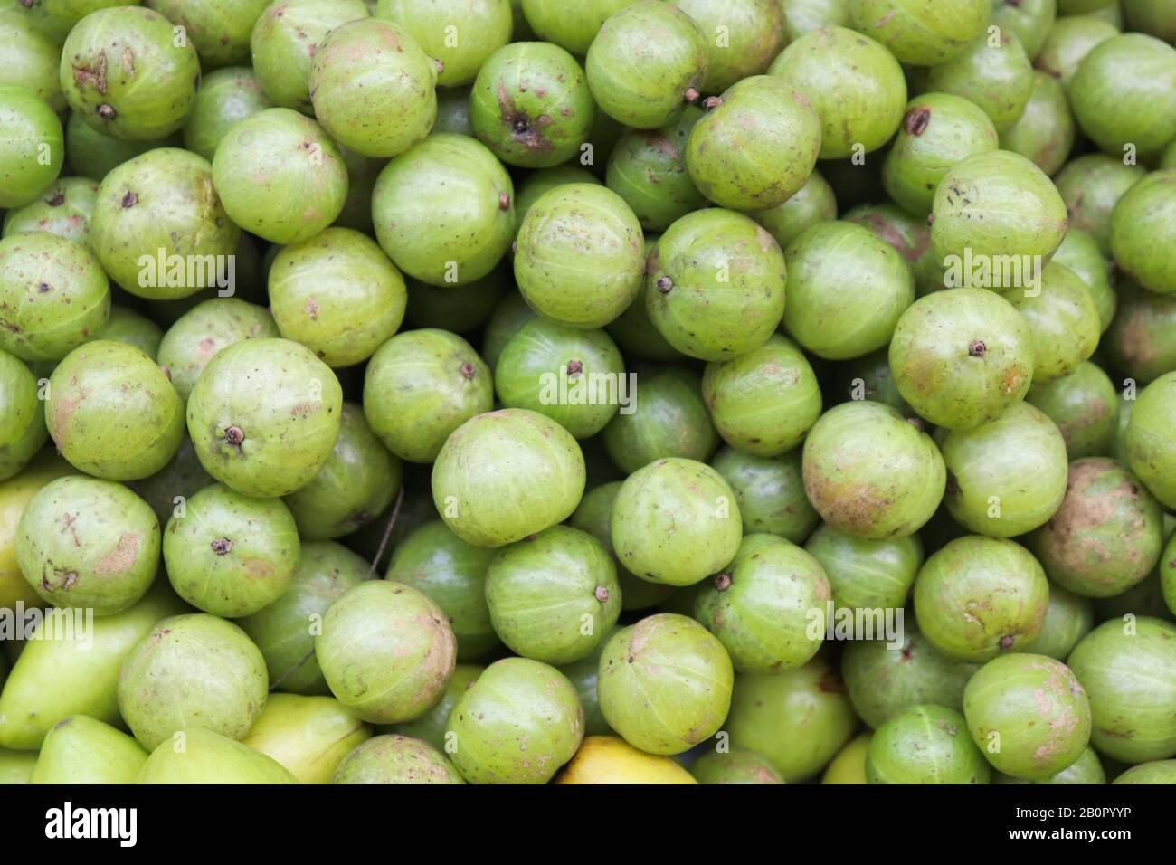 Amla Background. Green Indian Gooseberry Amla Background Stock Photo ...