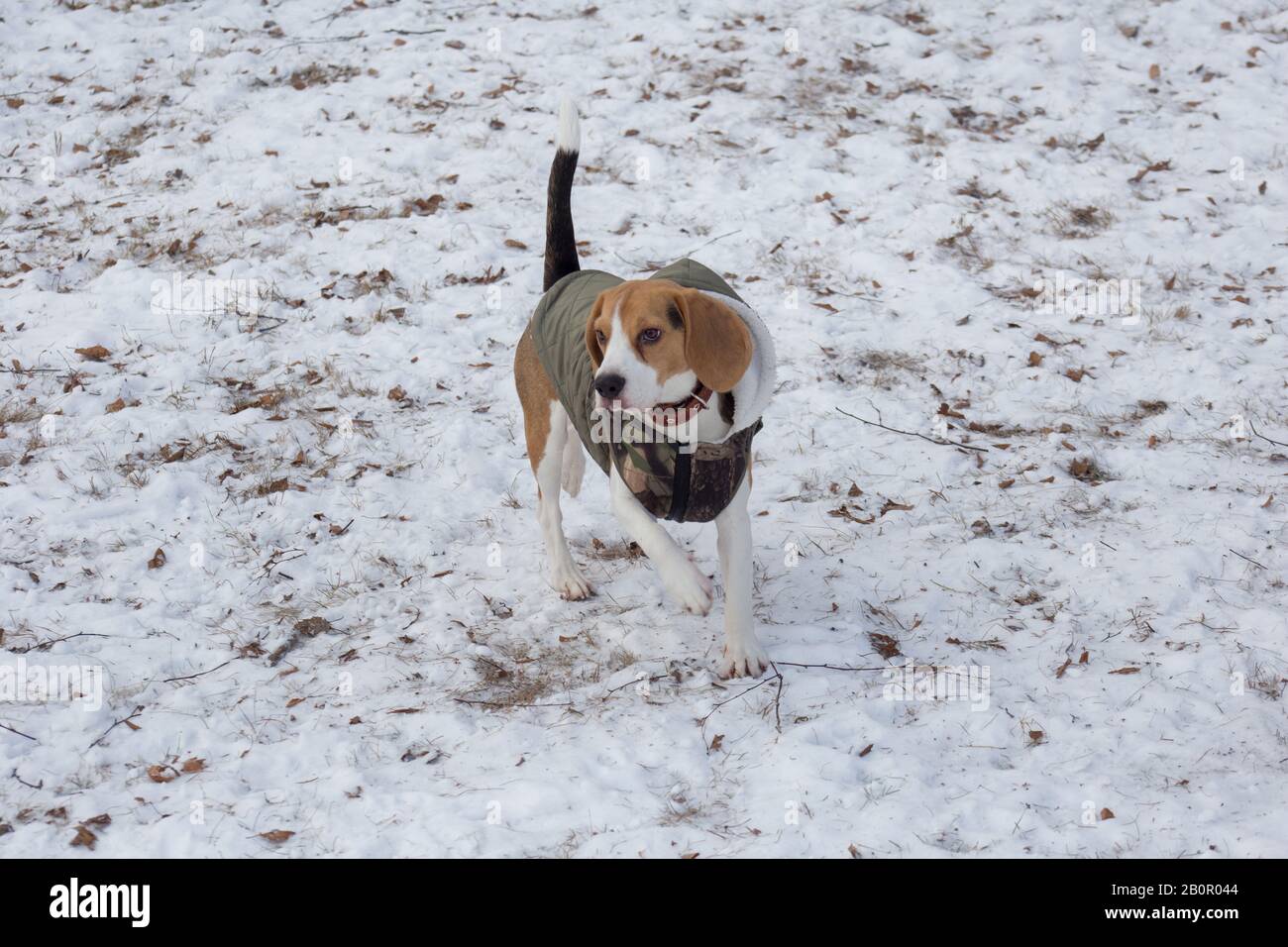 English beagle puppy is standing in the winter park. Pet animals ...