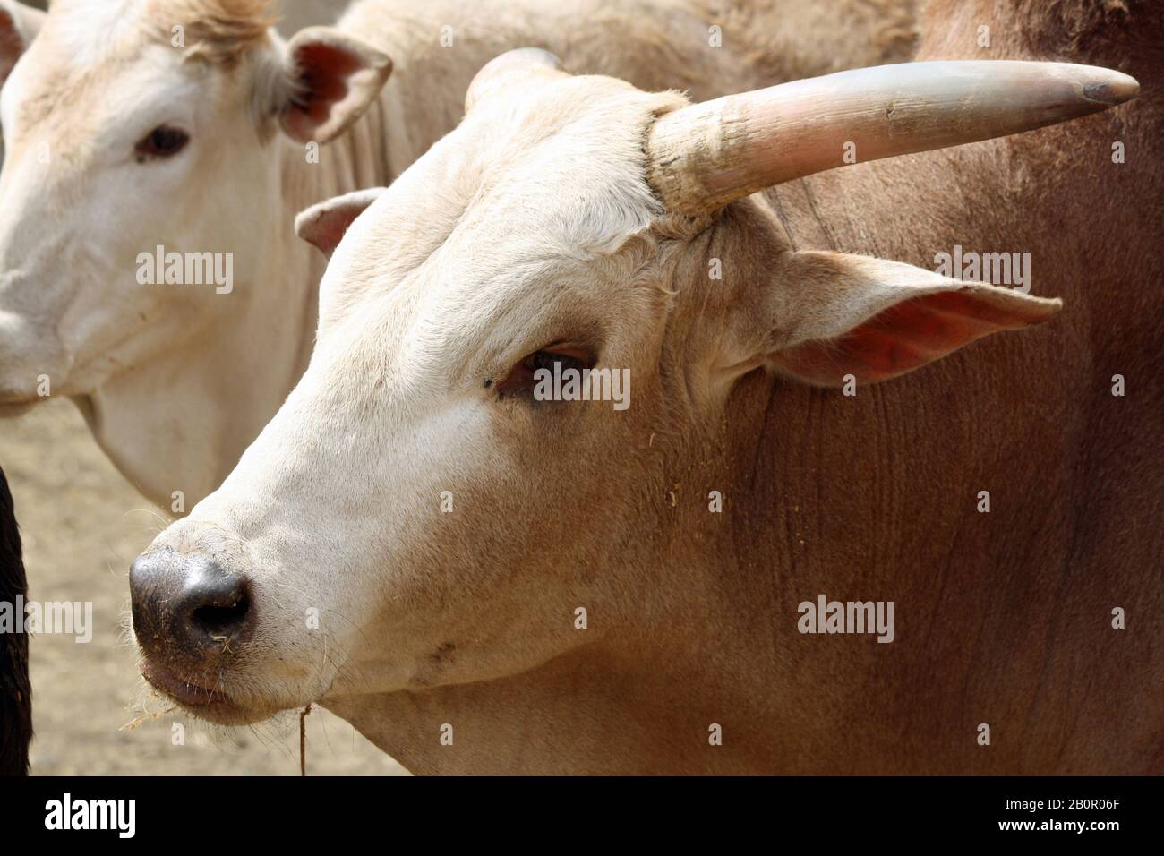 Zebu rind hi-res stock photography and images - Alamy