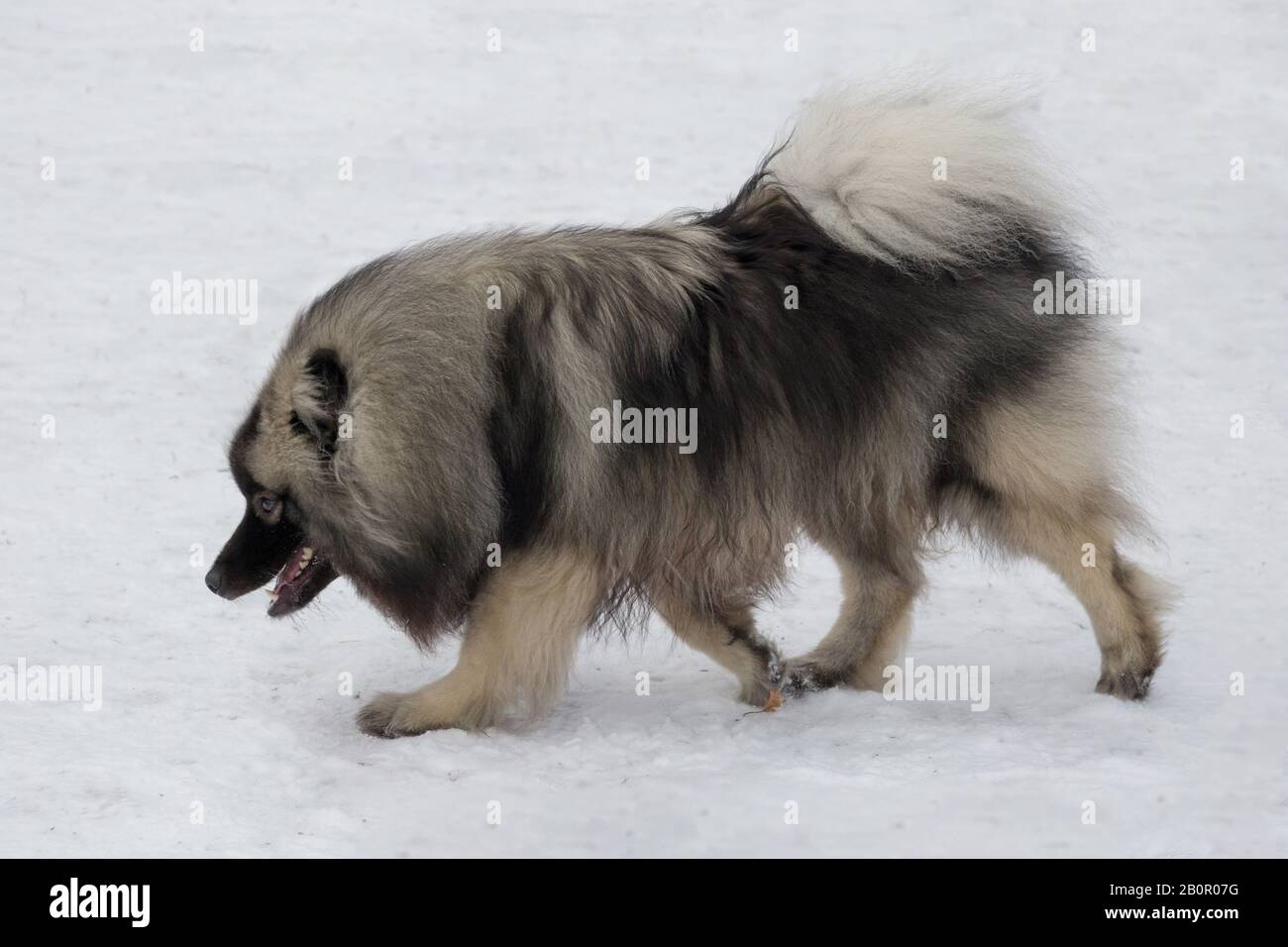 Cute deutscher wolfspitz puppy is walking in the winter park. Pet ...