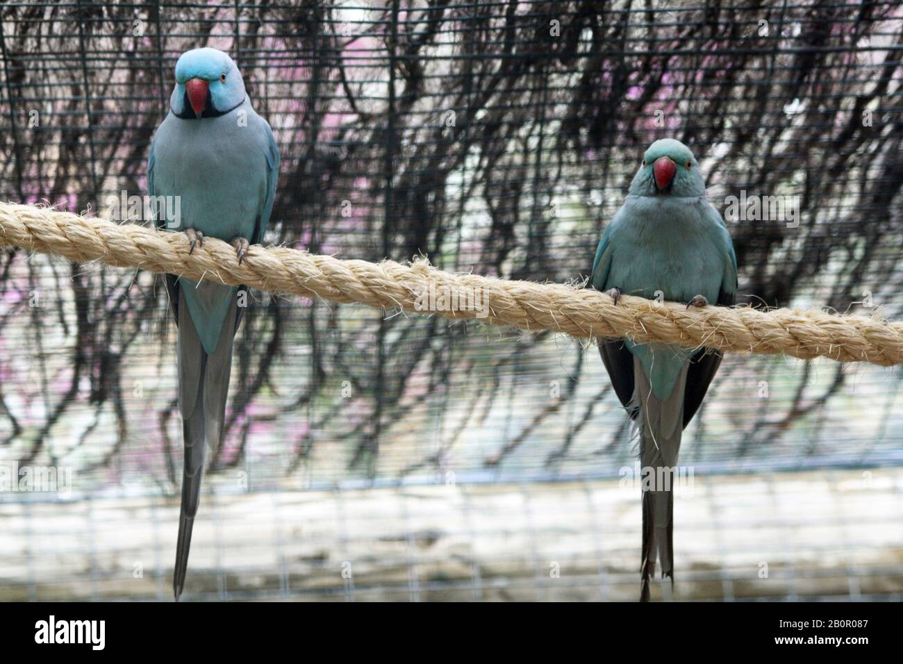 Halsbandsittich hi-res stock photography and images - Alamy