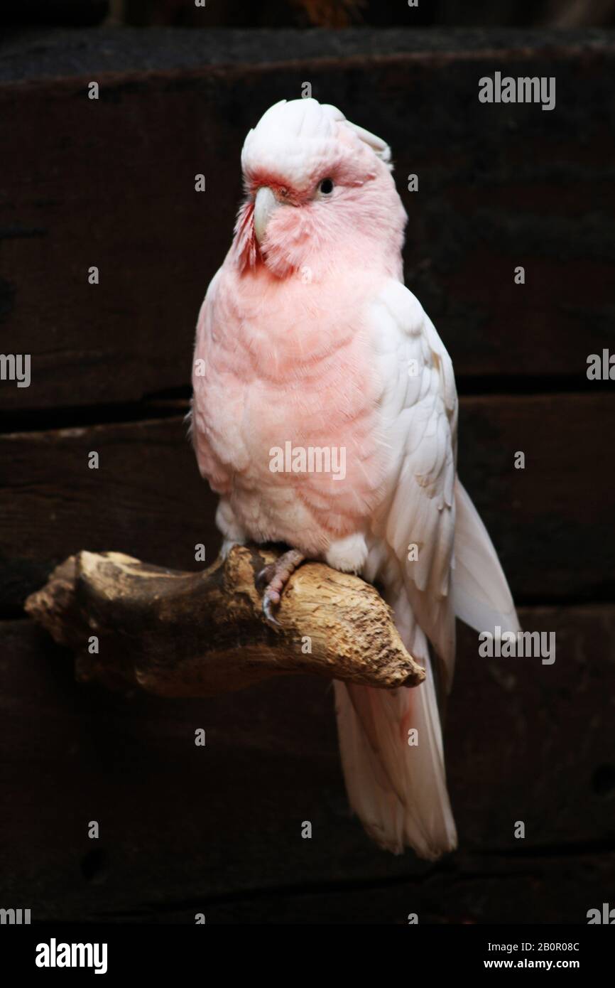 Inka kakadu hi-res stock photography and images - Alamy