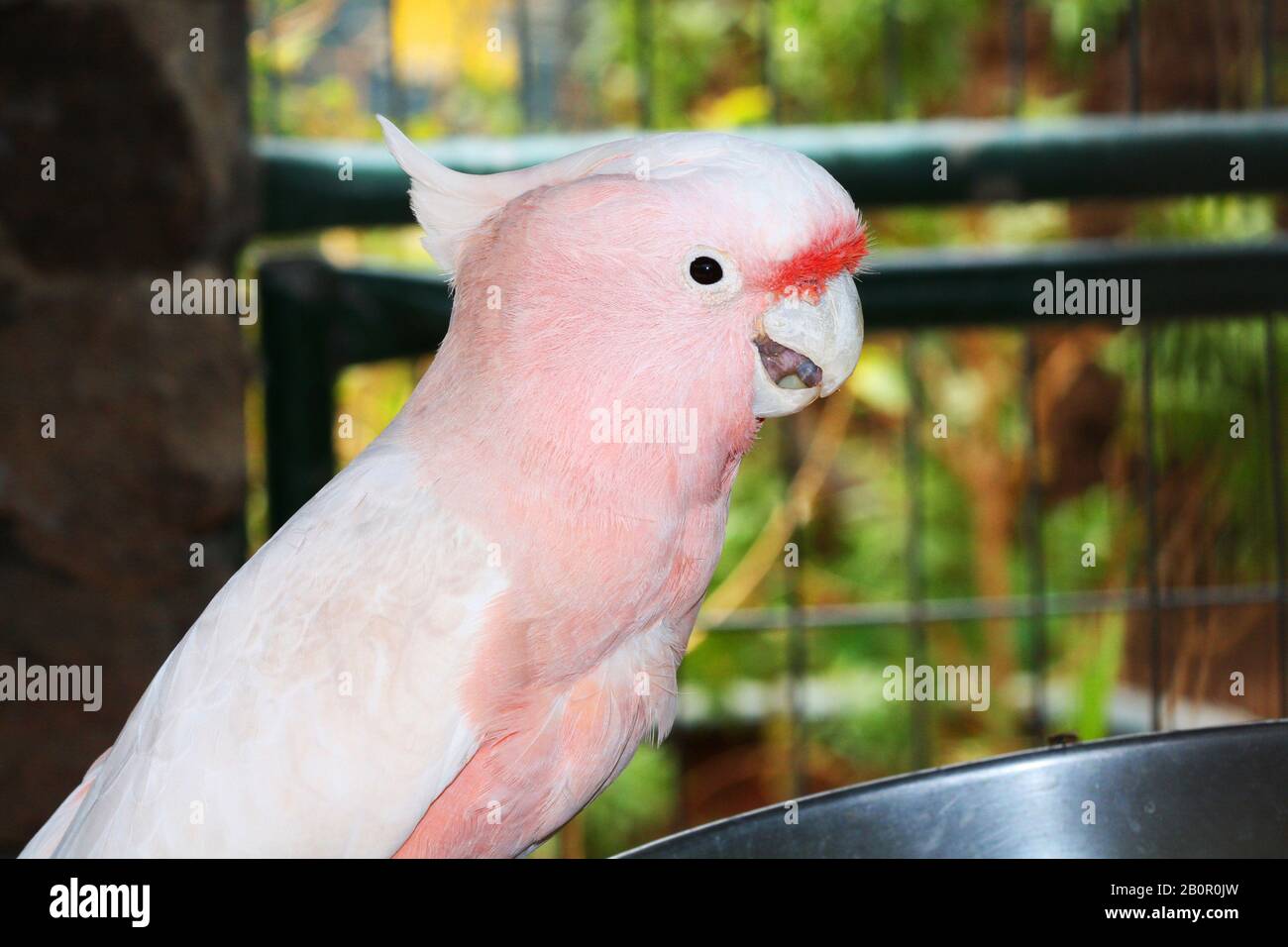 Inka bird hi-res stock photography and images - Alamy