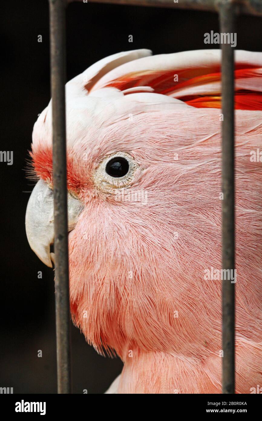 Inka Bird High Resolution Stock Photography and Images - Alamy