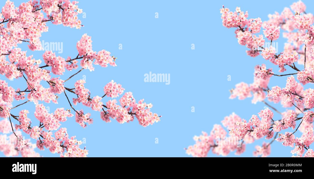 Horizontal banner with branches of the blossoming sakura with pink ...